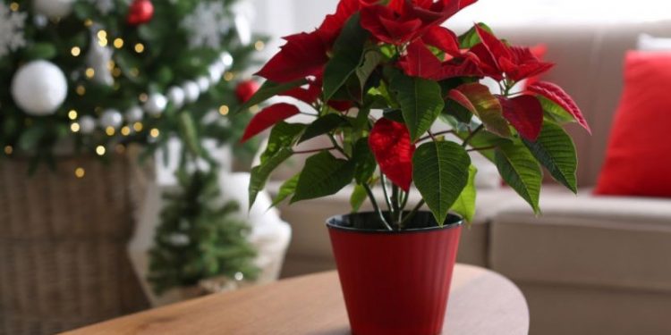 The Best 5 Houseplants for Your Christmas Decorations – How to Care Of ...