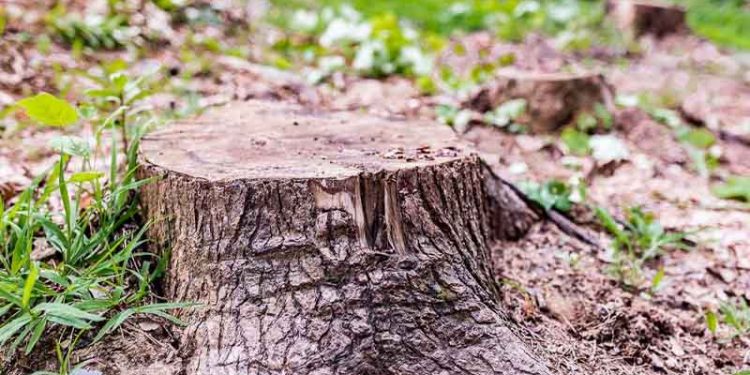 Top 3 Methods to Remove Stubborn Tree Stumps – How to Care Of Your ... Top 3 Methods to Remove Stubborn Tree Stumps – How to Care Of Your ...