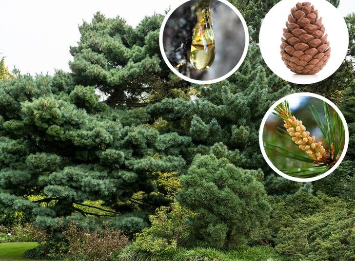 Top 10 Trees You Should Not Plant Near Your House – How to Care Of Your ...