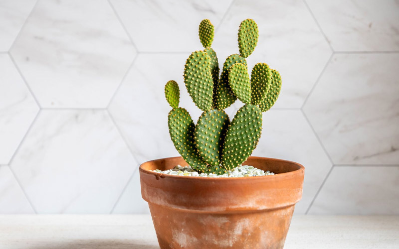 10 of the Best Cactus Species to Grow Indoors – How to Care Of Your ...