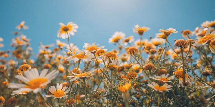 12 of the Best Small White Flowers for Your Backyard – How to Care Of ...
