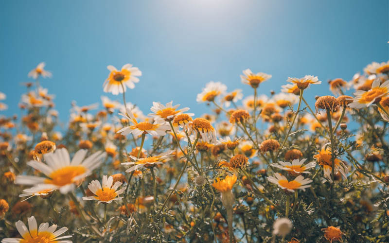 12 of the Best Small White Flowers for Your Backyard – How to Care Of ...