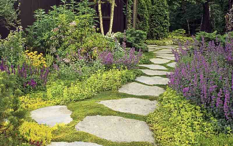 15 Excellent Ground Cover Plants to Fill in Your Garden’s Bare Spots ...