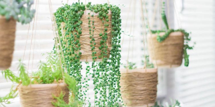 7 of the Cutest Home Plants to Grow in Your Indoor Garden – How to Care ...