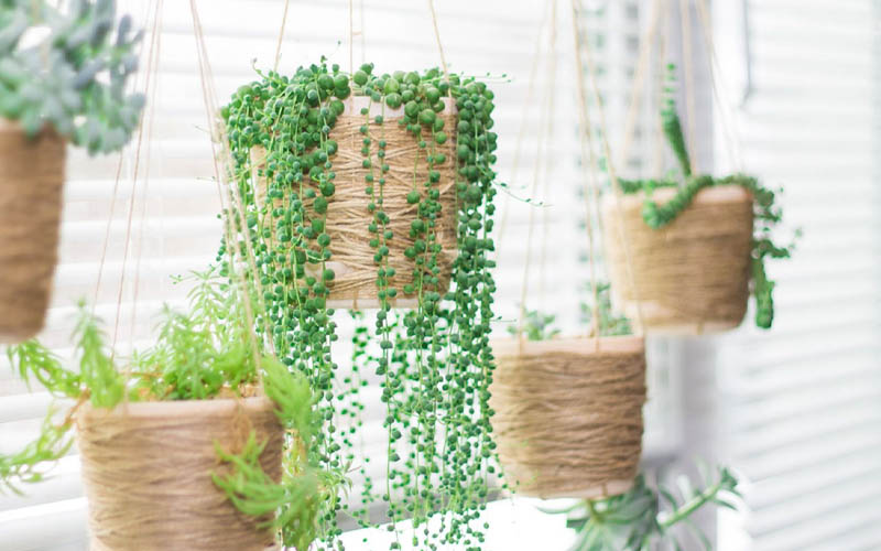 7 of the Cutest Home Plants to Grow in Your Indoor Garden – How to Care ...