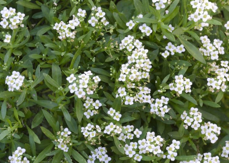 15 Excellent Ground Cover Plants to Fill in Your Garden’s Bare Spots ...