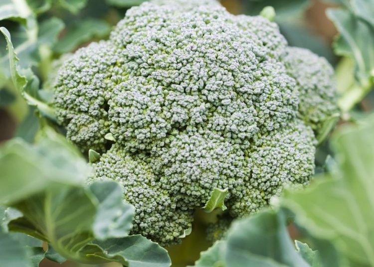 These Are the Best Veggies You Can Grow in Containers – How to Care Of ...