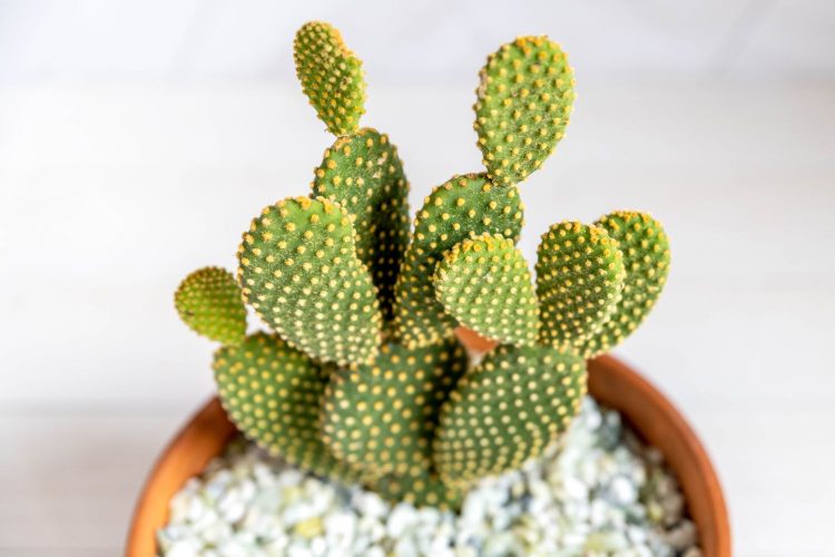 10 of the Best Cactus Species to Grow Indoors – How to Care Of Your ...