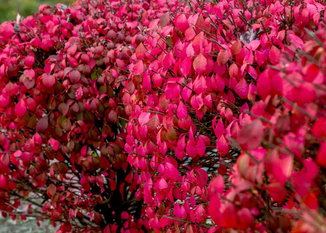 Top 10 Invasive Plants You Need to Avoid – How to Care Of Your Plants ...