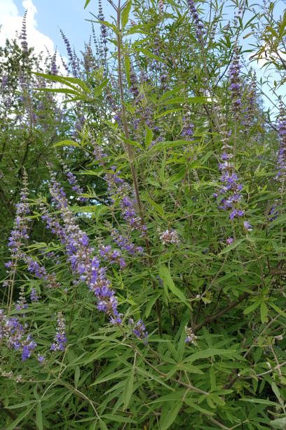 Top 10 Garden Trees for Your Small Backyard – How to Care Of Your ...