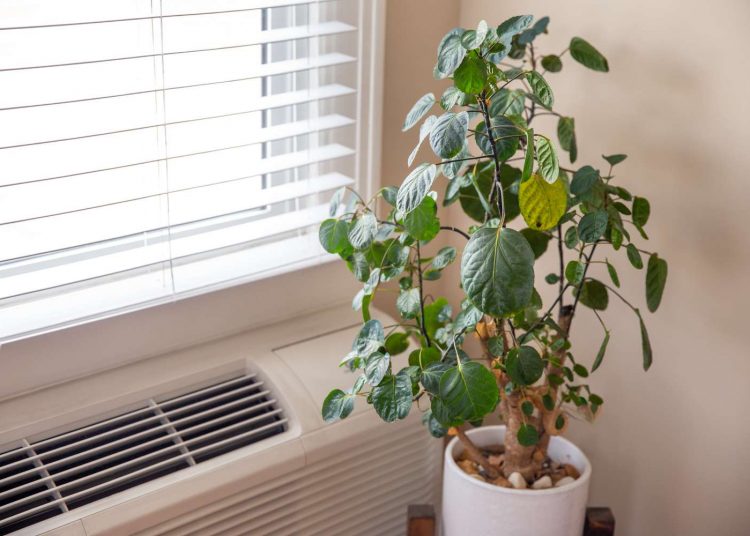 6 Unexpected Causes of Yellowing Indoor Plant Leaves – How to Care Of ...