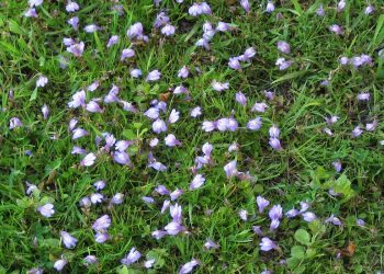 15 Excellent Ground Cover Plants to Fill in Your Garden’s Bare Spots ...