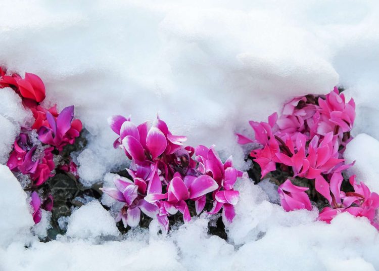 5 Outdoor Flowers You Won’t Have to Worry about in Winter – How to Care ...