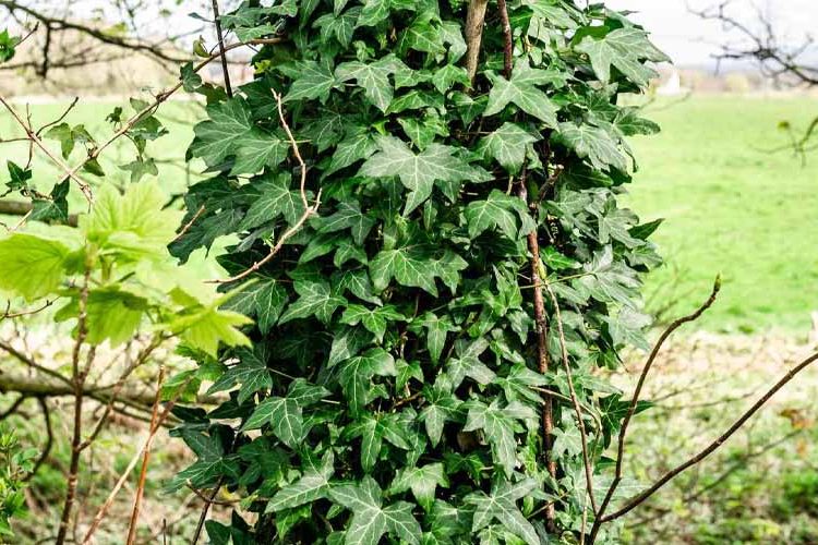 Top 10 Invasive Plants You Need to Avoid – How to Care Of Your Plants ...