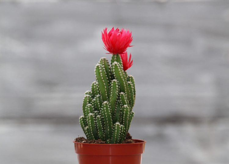 10 of the Best Cactus Species to Grow Indoors – How to Care Of Your ...