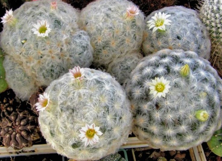 10 of the Best Cactus Species to Grow Indoors – How to Care Of Your ...