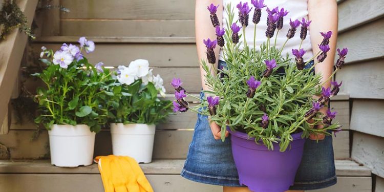 How to Properly Grow Gorgeous Lavender Plants in a Container – How to ...
