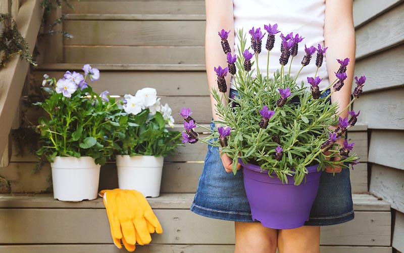 How to Properly Grow Gorgeous Lavender Plants in a Container – How to ...