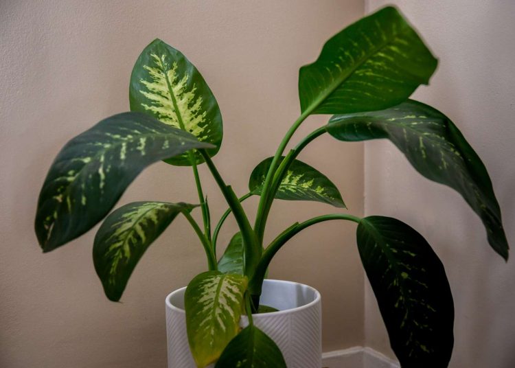 6 Unexpected Causes of Yellowing Indoor Plant Leaves – How to Care Of ...