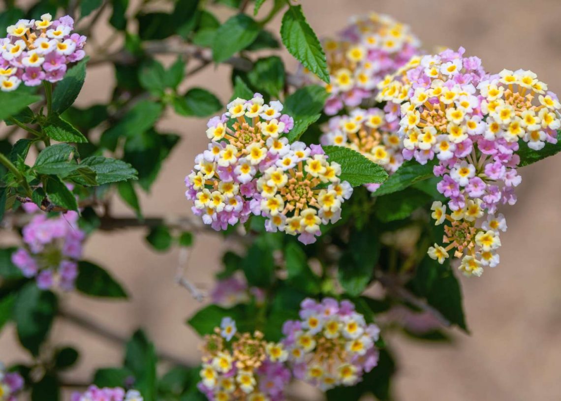 Top 10 Invasive Plants You Need to Avoid – How to Care Of Your Plants ...