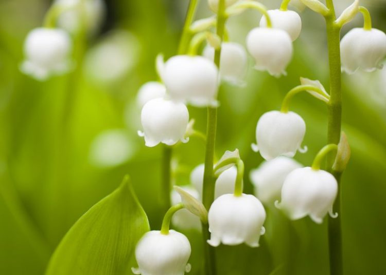 15 Excellent Ground Cover Plants to Fill in Your Garden’s Bare Spots ...