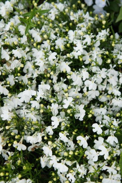 12 of the Best Small White Flowers for Your Backyard – How to Care Of ...