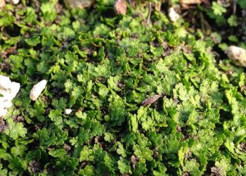 15 Excellent Ground Cover Plants to Fill in Your Garden’s Bare Spots ...