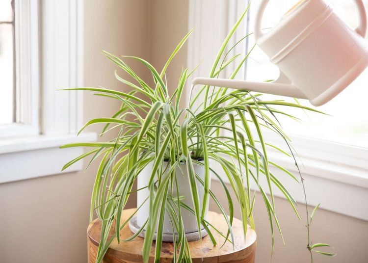 6 Unexpected Causes of Yellowing Indoor Plant Leaves – How to Care Of ...