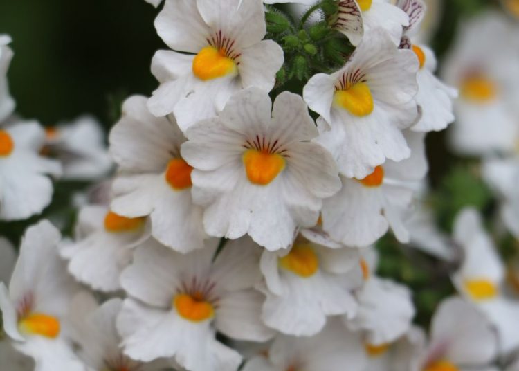12 of the Best Small White Flowers for Your Backyard – How to Care Of ...