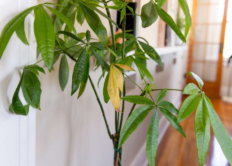 6 Unexpected Causes of Yellowing Indoor Plant Leaves – How to Care Of ...