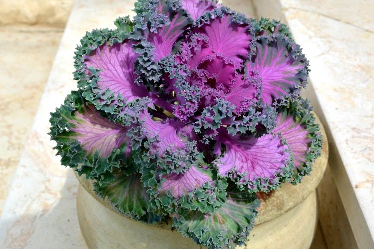 Top 10 Plants for Winter Flower Beds and Gardens – How to Care Of Your ...