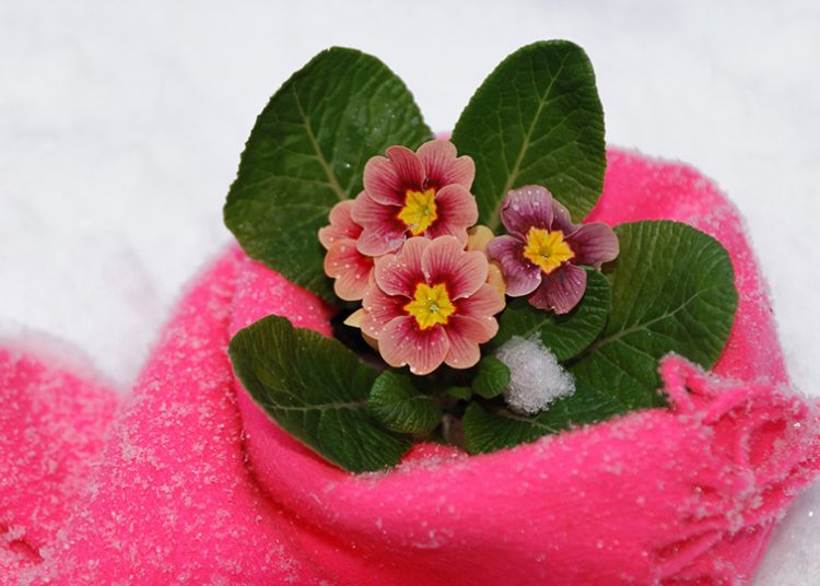 5 Outdoor Flowers You Won’t Have to Worry about in Winter – How to Care ...