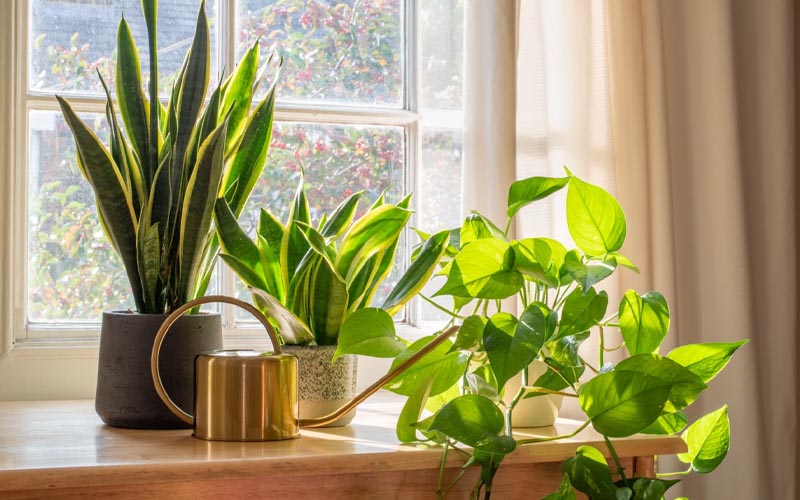 Revive Your Drooping Plants with This Surprising Bathroom Product – How ...