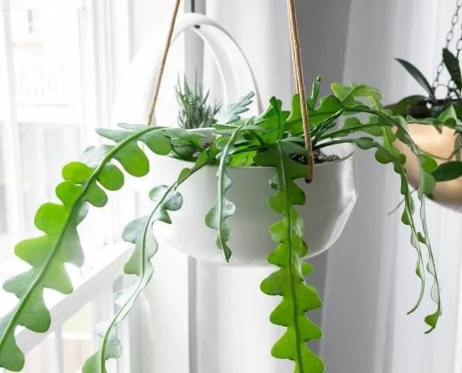 10 of the Best Cactus Species to Grow Indoors – How to Care Of Your ...