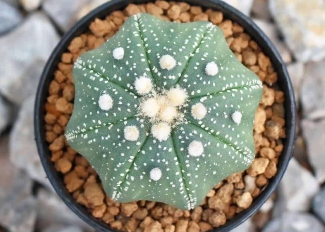 10 of the Best Cactus Species to Grow Indoors – How to Care Of Your ...