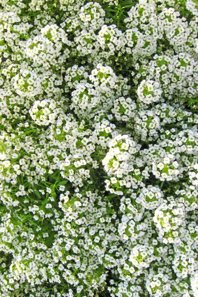 12 of the Best Small White Flowers for Your Backyard – How to Care Of ...
