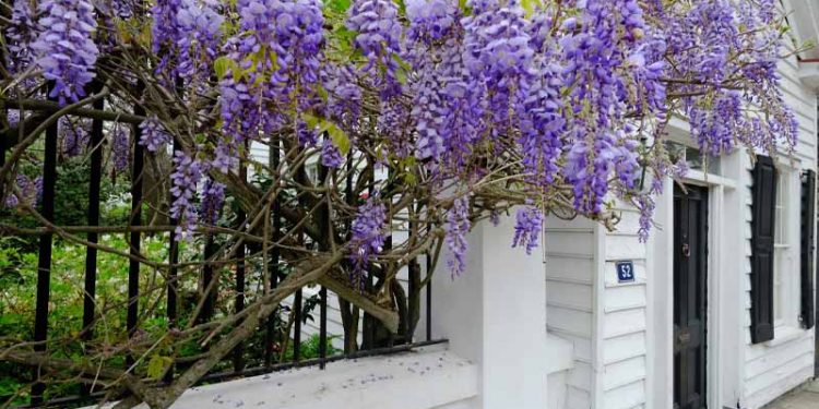 Top 10 Invasive Plants You Need to Avoid – How to Care Of Your Plants ...