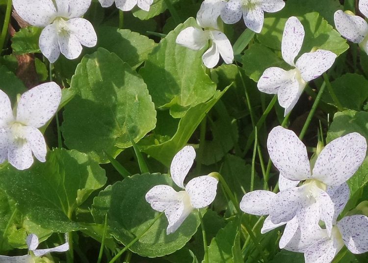 15 Excellent Ground Cover Plants to Fill in Your Garden’s Bare Spots ...