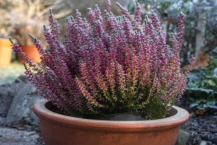 Top 10 Plants for Winter Flower Beds and Gardens – How to Care Of Your ...