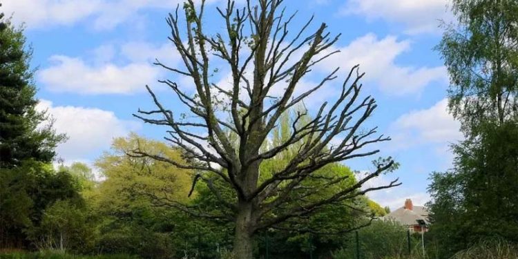 3 Signs Invasive Insects Are Destroying Your Trees – How to Care Of ...