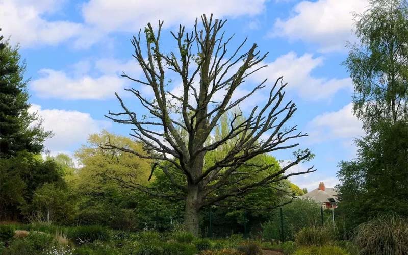 3 Signs Invasive Insects Are Destroying Your Trees – How to Care Of ...
