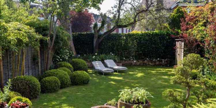 7 of the Best Privacy Trees You Can Plant in Your Backyard – How to ...