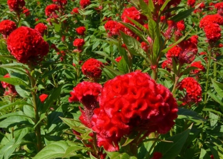 Top 17 Stunning Red Flowers to Brighten Up Your Garden – How to Care Of ...