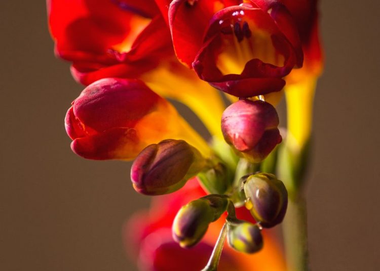 Top 17 Stunning Red Flowers to Brighten Up Your Garden – How to Care Of ...