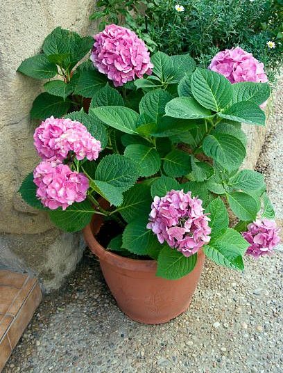 15 of the Best Plants to Brighten Up Your Balcony – How to Care Of Your ...
