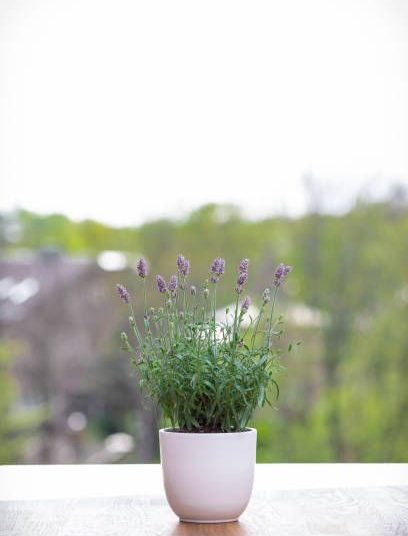 15 of the Best Plants to Brighten Up Your Balcony – How to Care Of Your ...