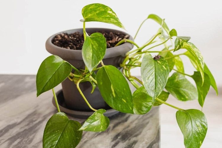 5 of the Best Houseplants for Your Kitchen – How to Care Of Your Plants ...