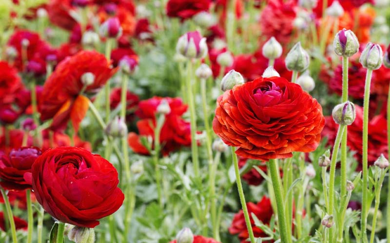 Top 17 Stunning Red Flowers to Brighten Up Your Garden – How to Care Of ...