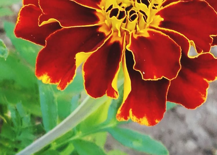 Top 17 Stunning Red Flowers to Brighten Up Your Garden – How to Care Of ...