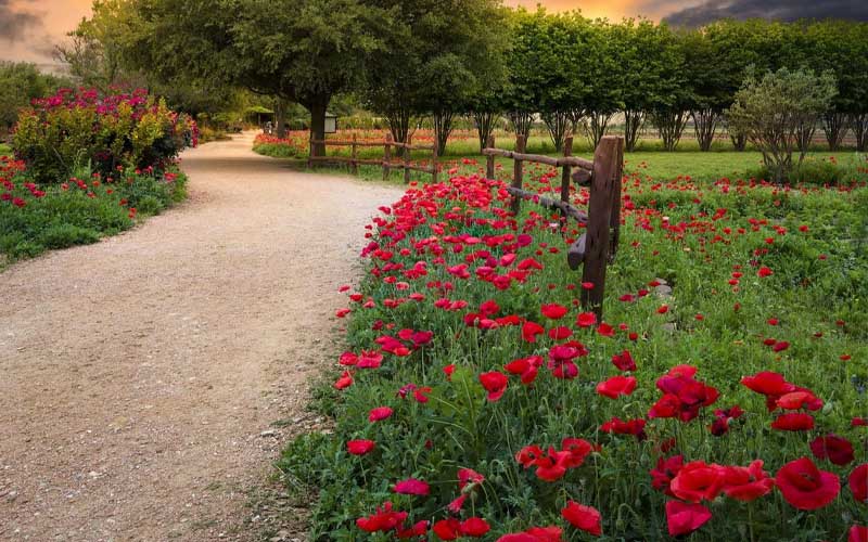 Top 17 Stunning Red Flowers to Brighten Up Your Garden – How to Care Of ...